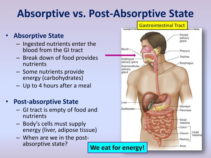 PPT - Feeding Behavior/Obesity PowerPoint Presentation - ID:1883276
