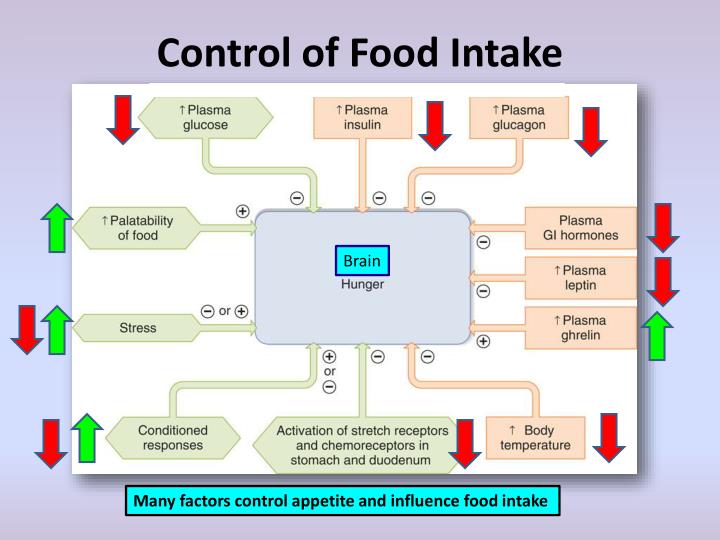 PPT - Feeding Behavior/Obesity PowerPoint Presentation - ID:1883276