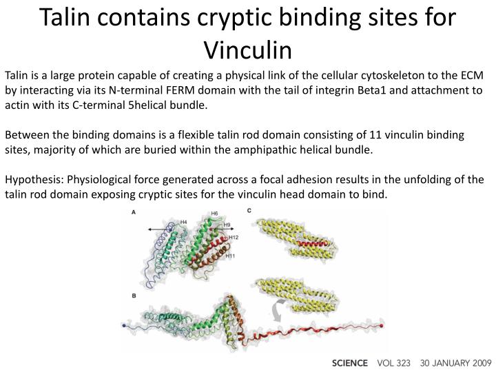 PPT - Molecular mechanisms of mechanotransduction PowerPoint ...