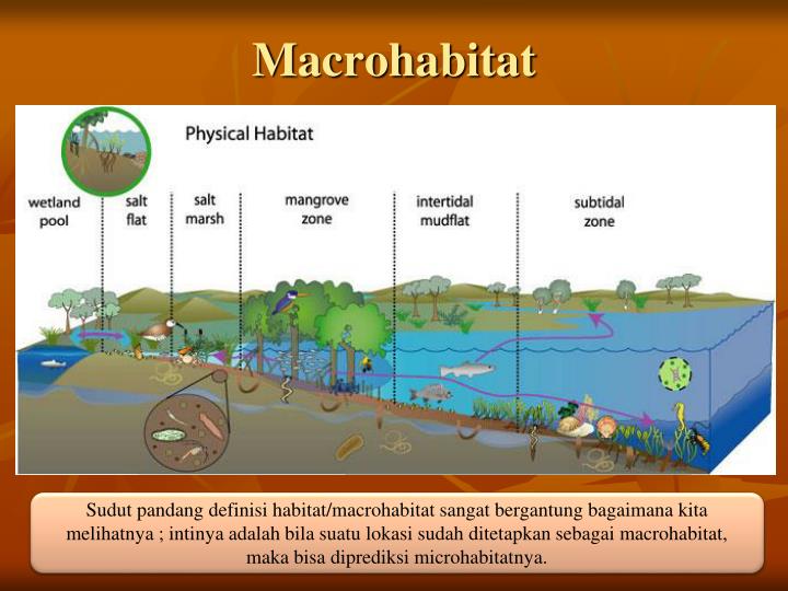 PPT - EKOLOGI HEWAN PowerPoint Presentation - ID:1885106