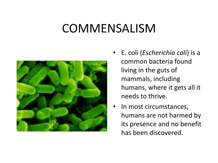 PPT - Organisms and Their Relationships PowerPoint Presentation - ID ...