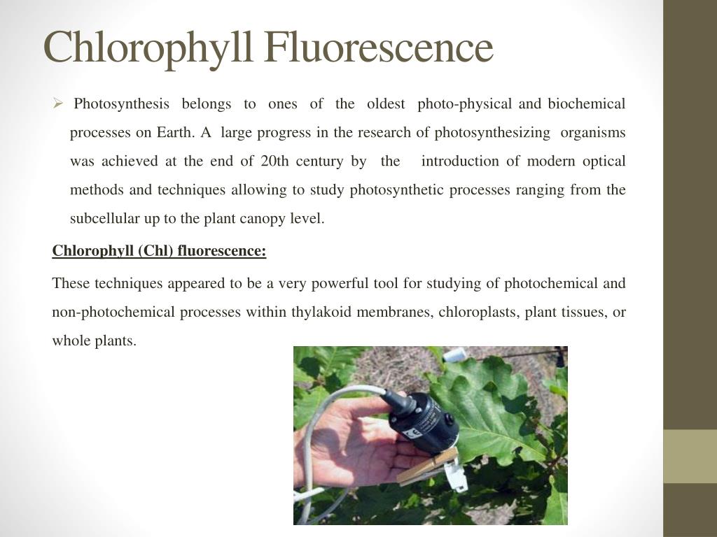 PPT - Chlorophyll fluorescence: A wonderful tool to study plant ...