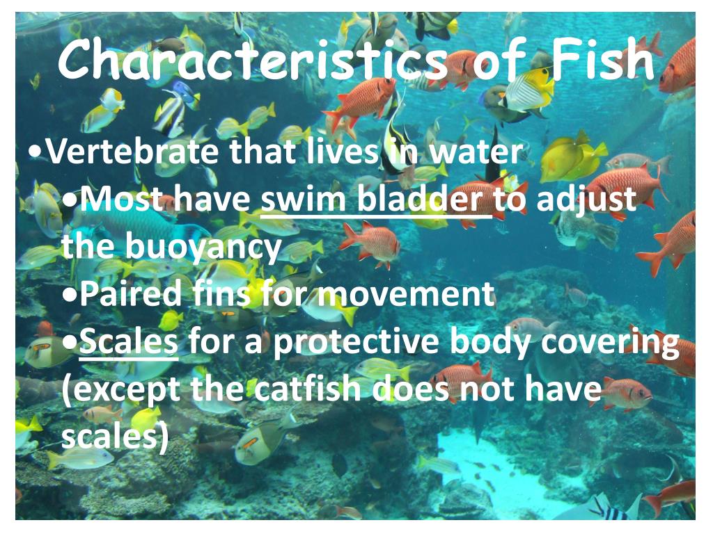 PPT - Vertebrate that lives in water Most have swim bladder to adjust ...