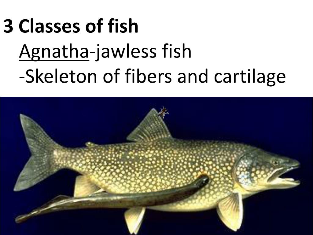 PPT - Vertebrate that lives in water Most have swim bladder to adjust ...
