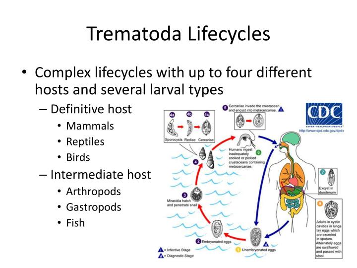 PPT - Platyhelminthes PowerPoint Presentation - ID:1885926