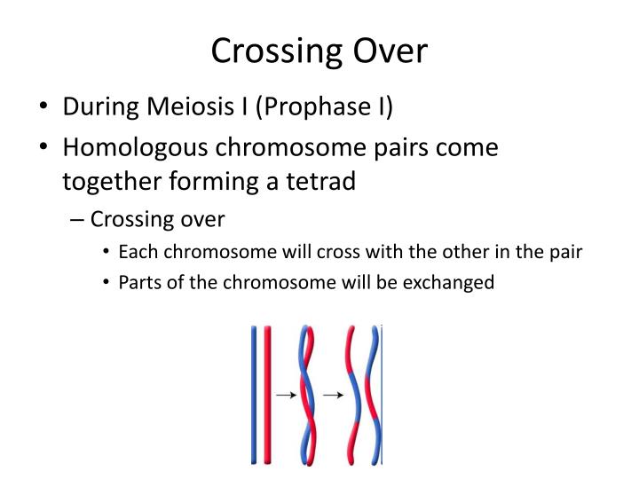 PPT - The Chromosomal Basis of Inheritance PowerPoint Presentation - ID ...