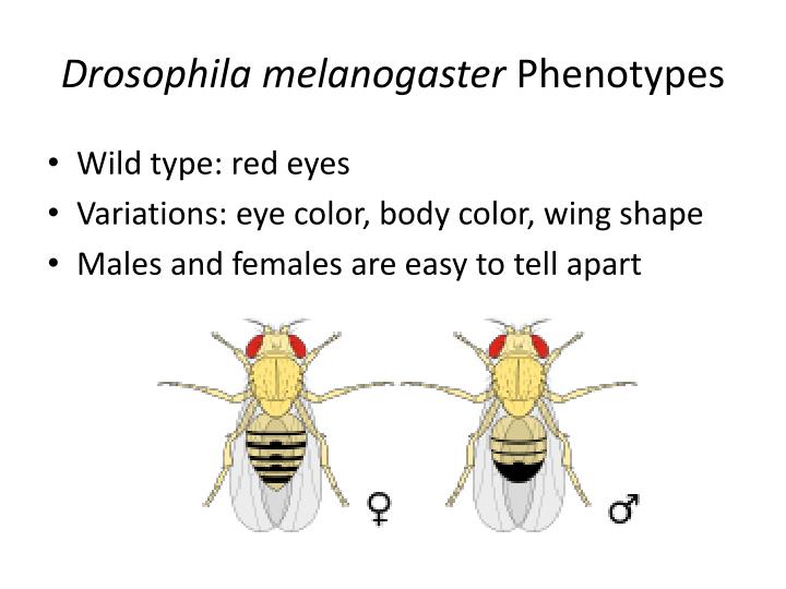 PPT - The Chromosomal Basis of Inheritance PowerPoint Presentation - ID ...