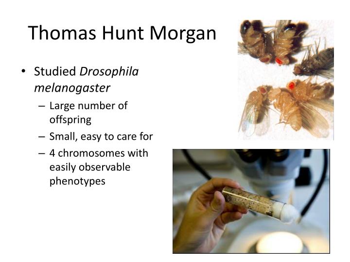PPT - The Chromosomal Basis of Inheritance PowerPoint Presentation - ID ...