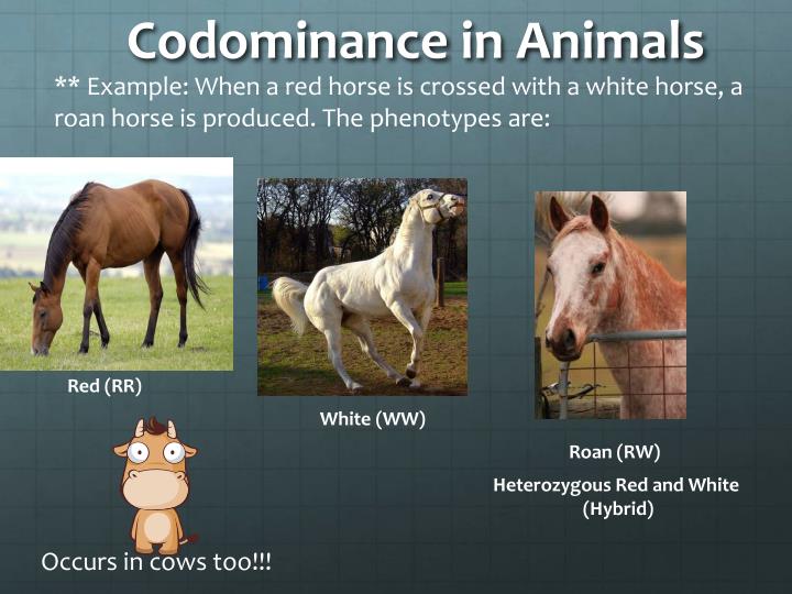 PPT - Complex Traits of Heredity Chpt . 12 PowerPoint Presentation - ID ...