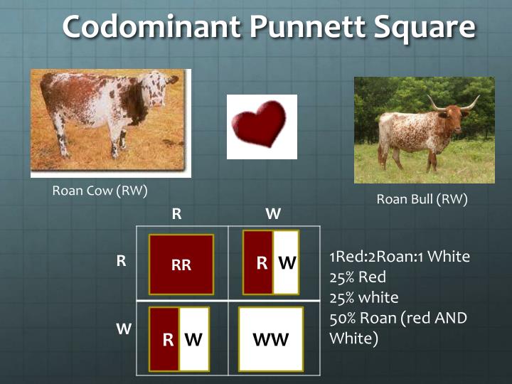 PPT - Complex Traits of Heredity Chpt . 12 PowerPoint Presentation - ID ...