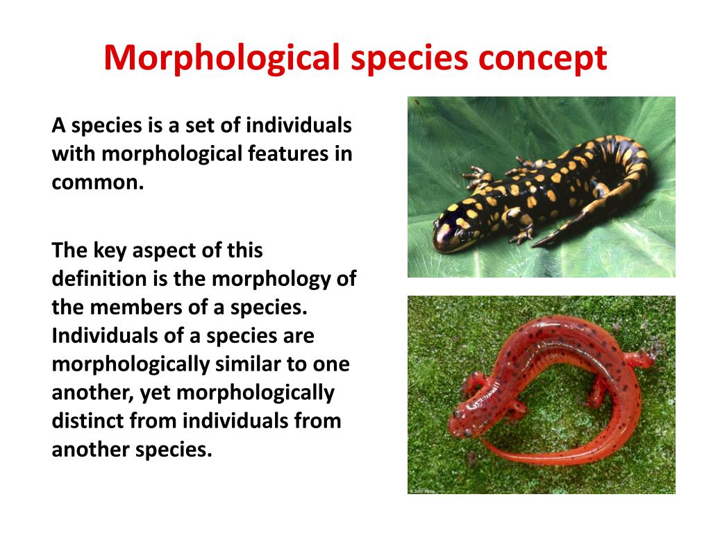 Morphological Species Concept Example Of Morphological Species Concept Example Of