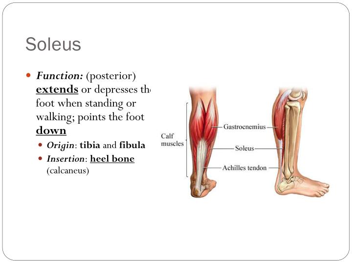 PPT - Muscles of the Lower Extremity Inferior Half PowerPoint ...