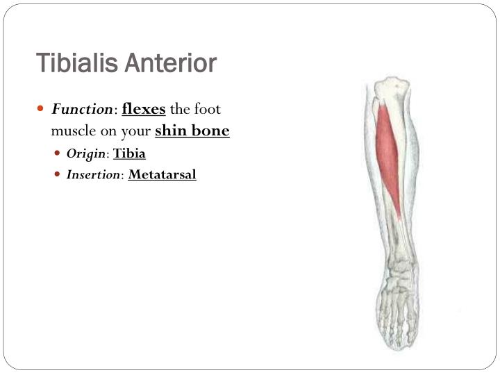 Tibialis Anterior Insertion