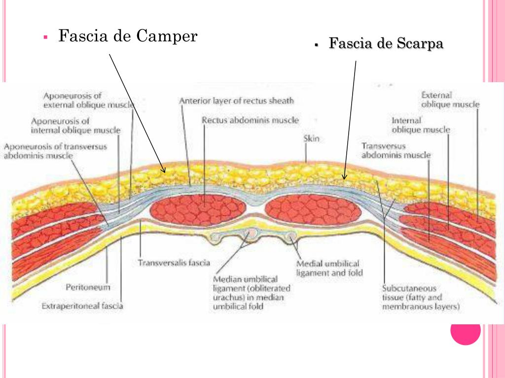 Fascia De Camper E Scarpa - BRAINCP Fascia De Camper E Scarpa - BRAINCP