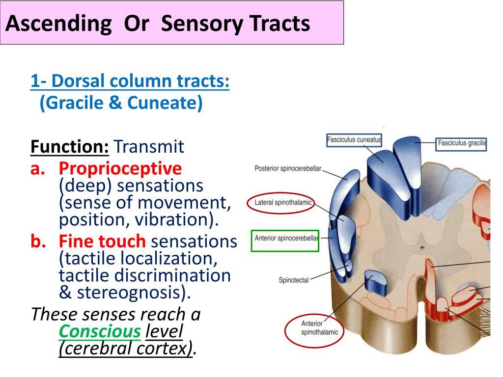 Ppt Ascending Tracts Of The Spinal Cord Powerpoint Presentation Free
