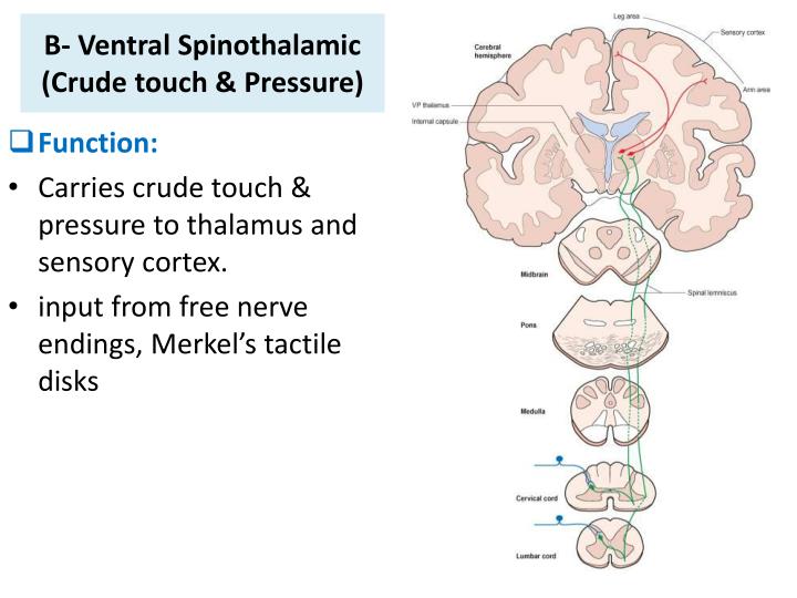 PPT - Ascending Tracts of the Spinal cord PowerPoint Presentation - ID ...