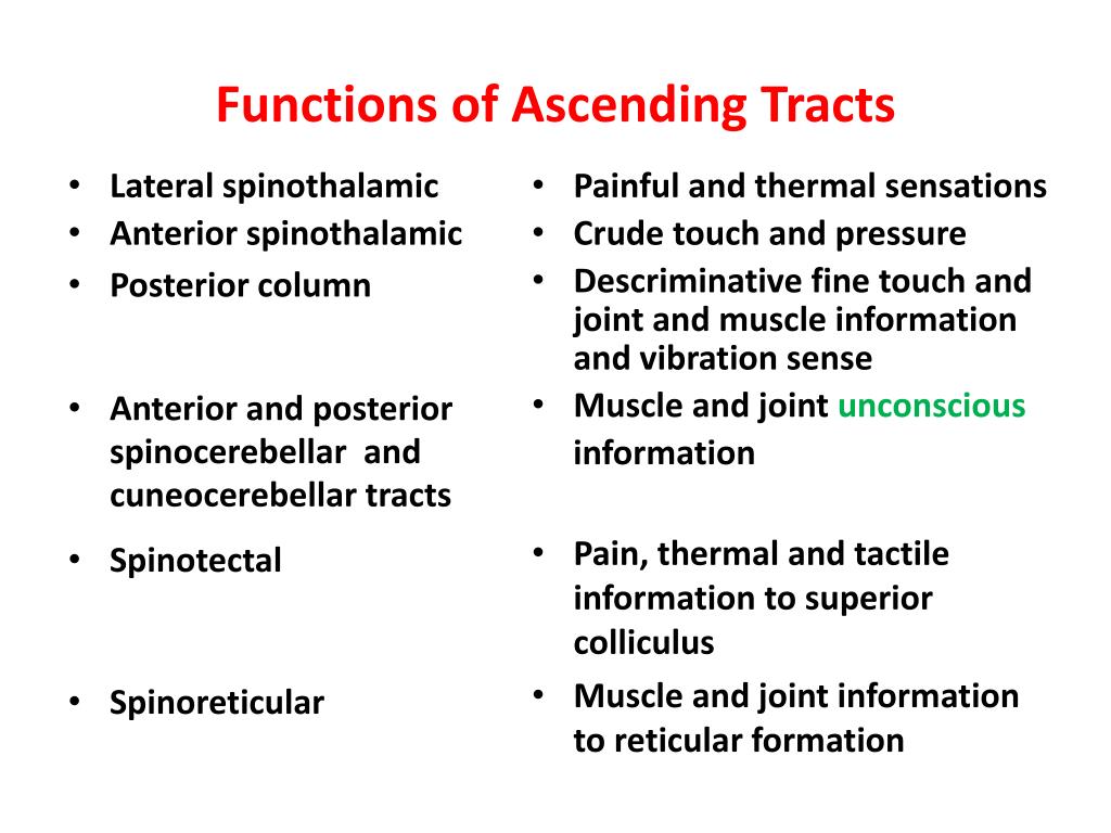 Ppt Ascending Tracts Of The Spinal Cord Powerpoint Presentation Free