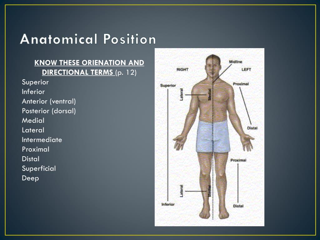 Anatomical Position