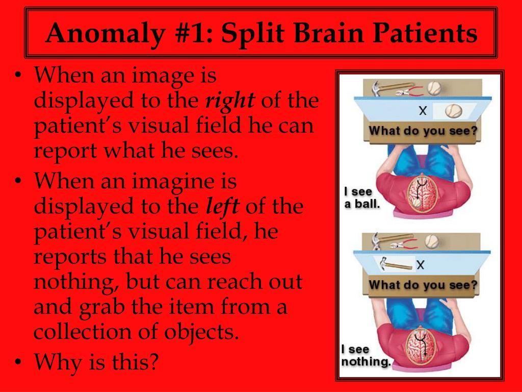 PPT - Philosophy of Mind: The Mind-Body Problem PowerPoint Presentation ...