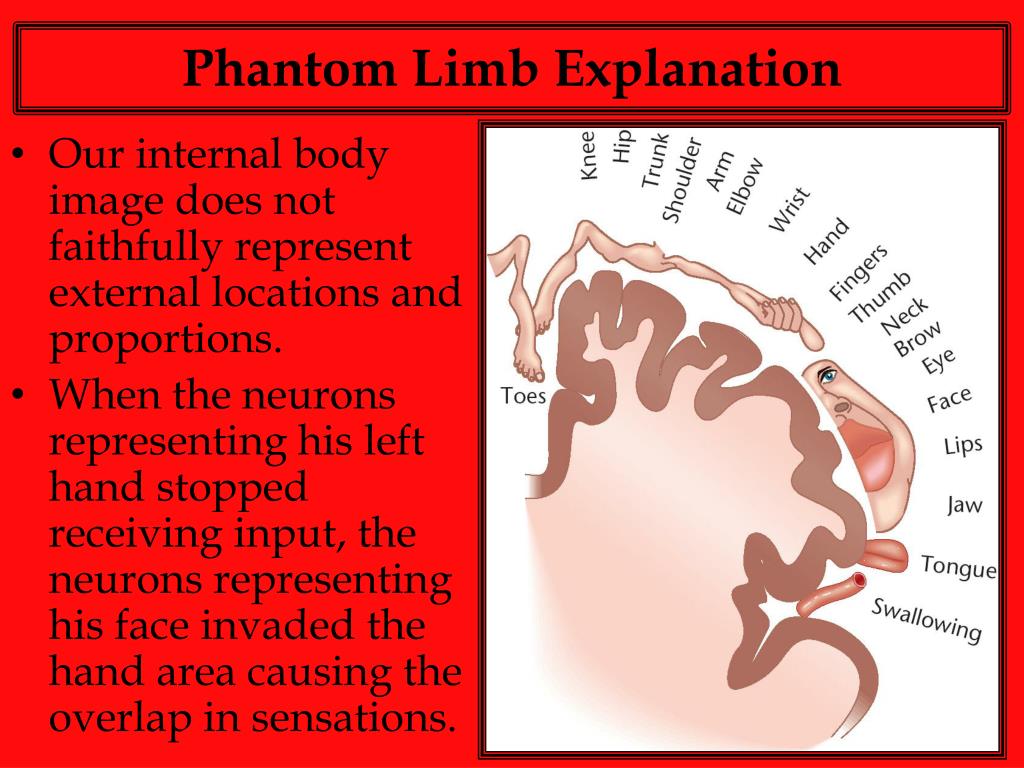 PPT - Philosophy of Mind: The Mind-Body Problem PowerPoint Presentation ...