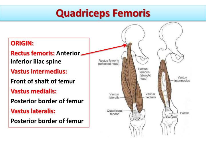 Quadriceps Femoris Muscle Group