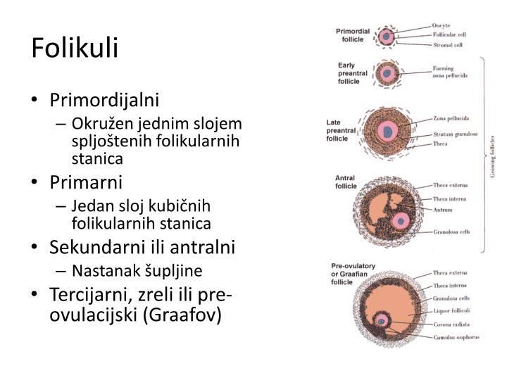 PPT - Spolni organi Menstruacijski ciklus Umjetna oplodnja PowerPoint ...