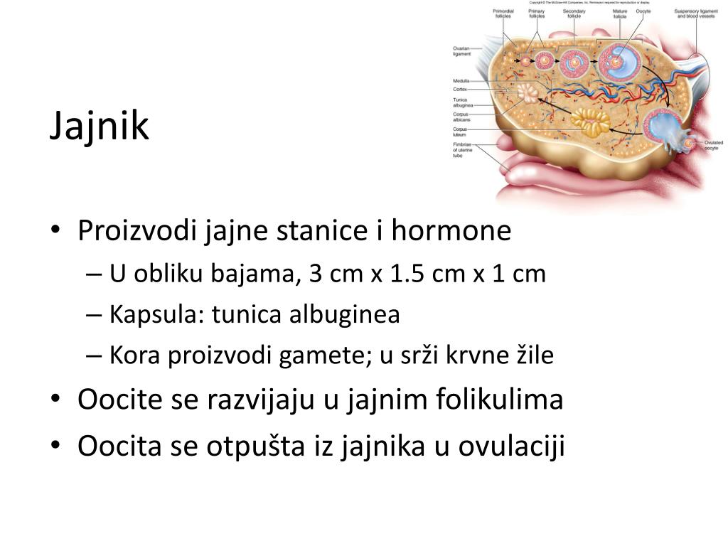 PPT - Spolni organi Menstruacijski ciklus Umjetna oplodnja PowerPoint ...
