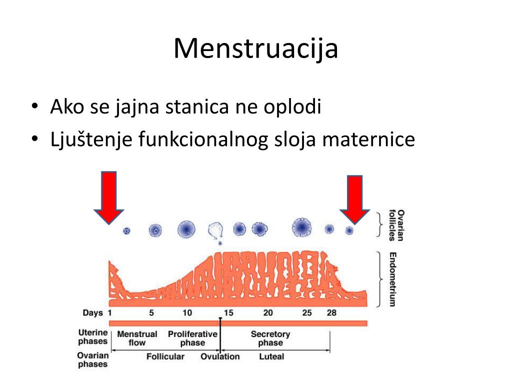 PPT - Spolni organi Menstruacijski ciklus Umjetna oplodnja PowerPoint ...