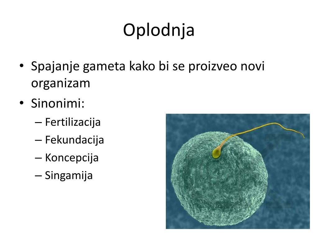 PPT - Spolni organi Menstruacijski ciklus Umjetna oplodnja PowerPoint ...