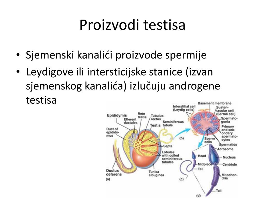 PPT - Spolni organi Menstruacijski ciklus Umjetna oplodnja PowerPoint ...