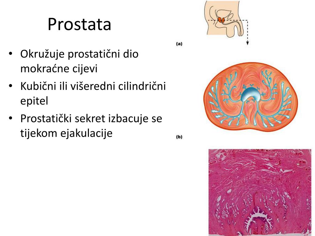 PPT - Spolni organi Menstruacijski ciklus Umjetna oplodnja PowerPoint ...