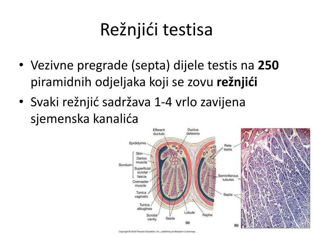 PPT - Spolni organi Menstruacijski ciklus Umjetna oplodnja PowerPoint ...