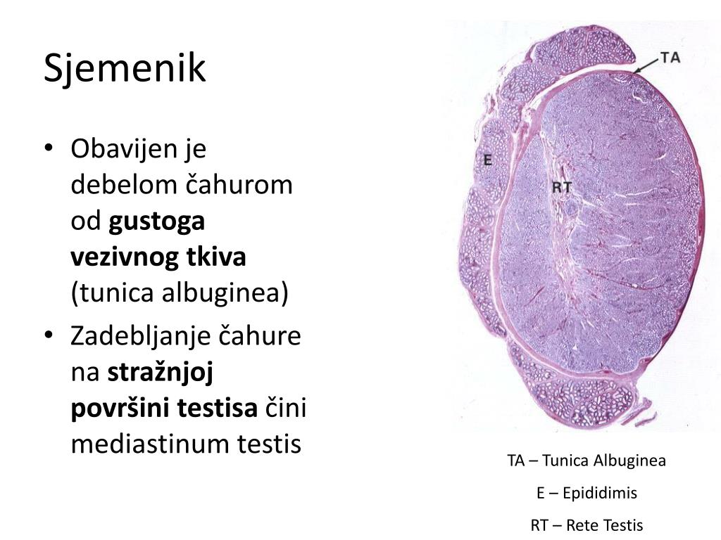 PPT - Spolni organi Menstruacijski ciklus Umjetna oplodnja PowerPoint ...