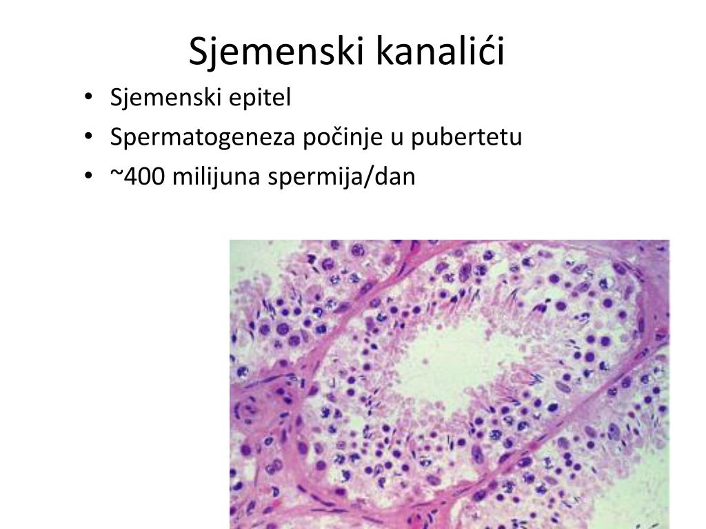 PPT - Spolni organi Menstruacijski ciklus Umjetna oplodnja PowerPoint ...