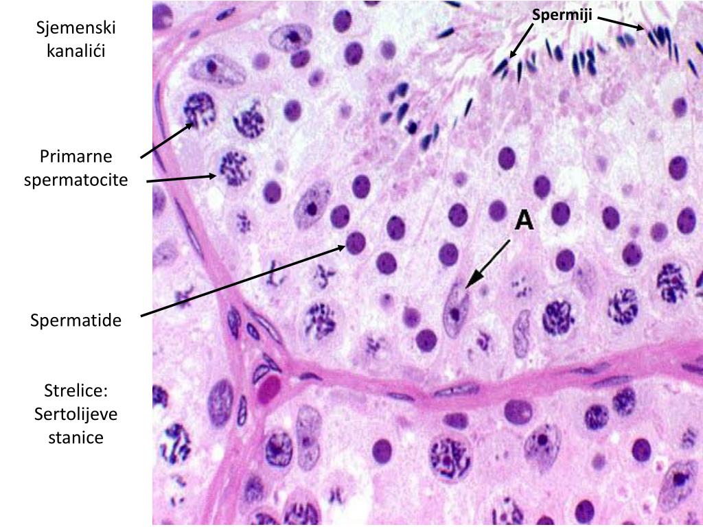 PPT - Spolni organi Menstruacijski ciklus Umjetna oplodnja PowerPoint ...