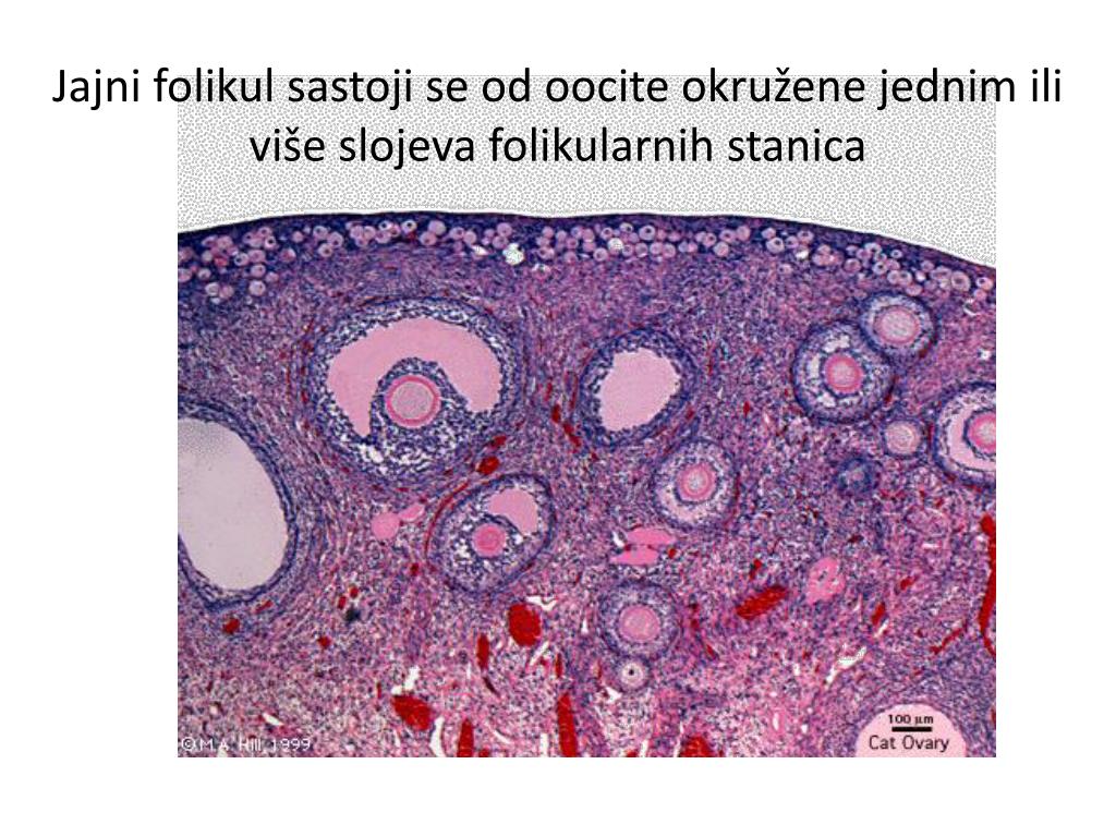 PPT - Spolni organi Menstruacijski ciklus Umjetna oplodnja PowerPoint ...