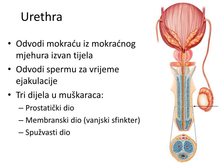 PPT - Spolni organi Menstruacijski ciklus Umjetna oplodnja PowerPoint ...