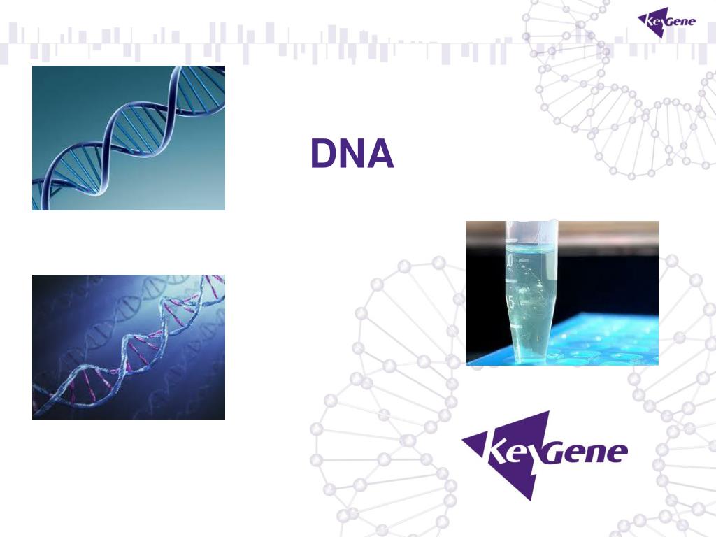 PPT - DNA PowerPoint Presentation, free download - ID:1887876