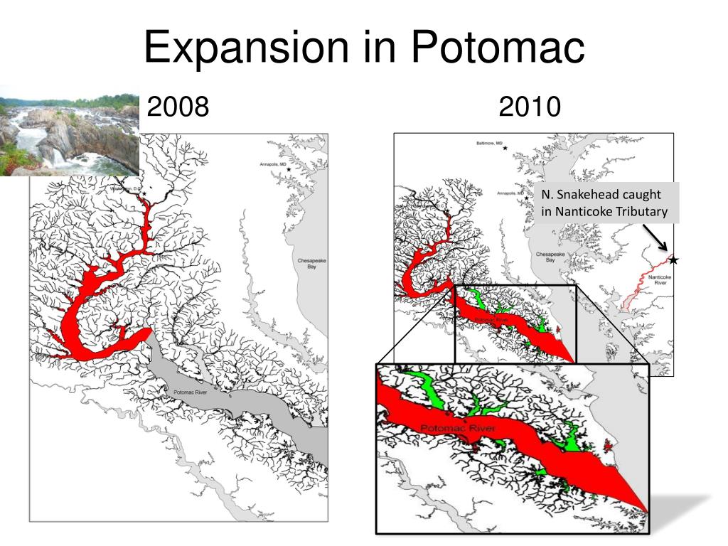 PPT - Distribution expansion of the invasive northern snakehead in the ...