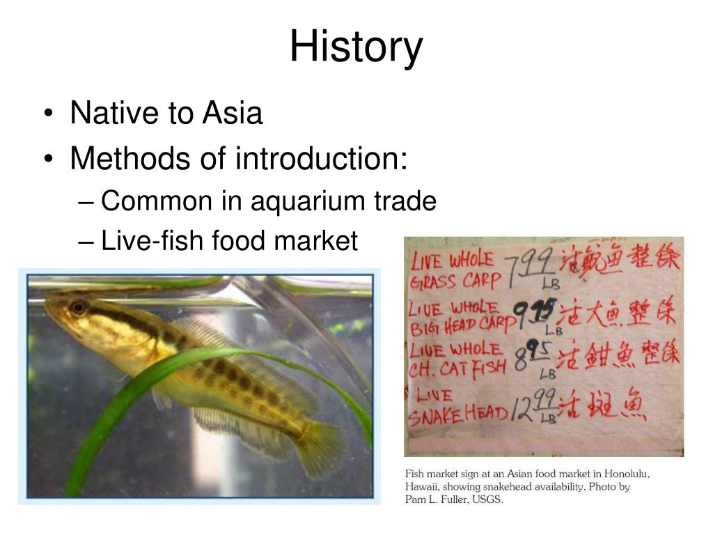 PPT - Distribution expansion of the invasive northern snakehead in the ...