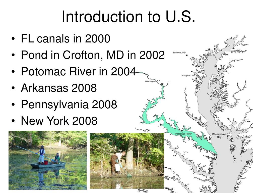 PPT - Distribution expansion of the invasive northern snakehead in the ...