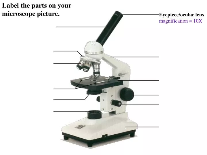 PPT - Label the parts on your microscope picture. PowerPoint ...