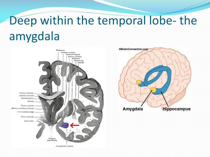 PPT - Four Lobes of the Cerebral Cortex PowerPoint Presentation - ID ...
