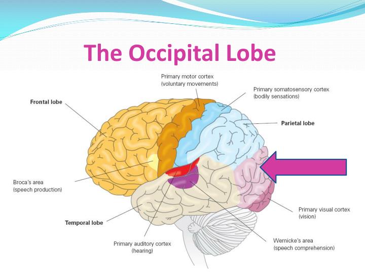PPT - Four Lobes of the Cerebral Cortex PowerPoint Presentation - ID ...