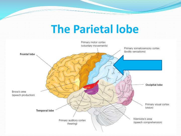 PPT - Four Lobes of the Cerebral Cortex PowerPoint Presentation - ID ...