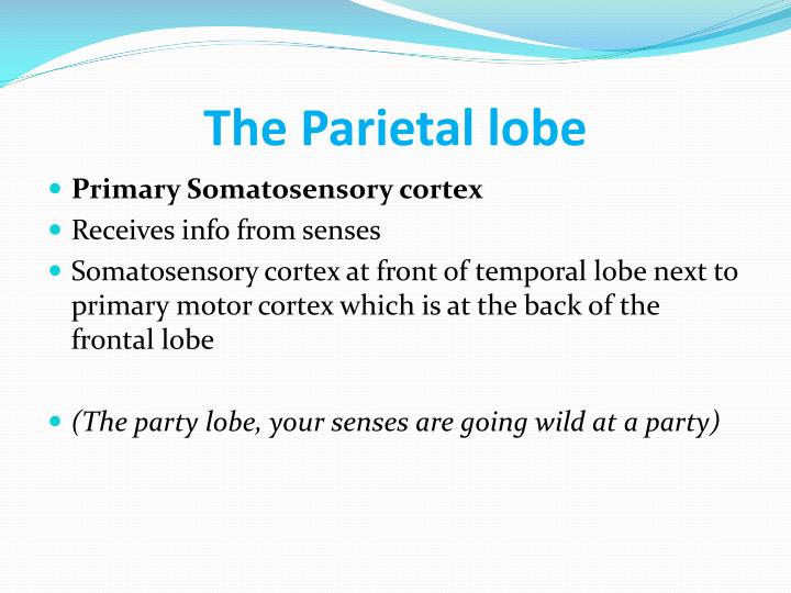 PPT - Four Lobes of the Cerebral Cortex PowerPoint Presentation - ID ...