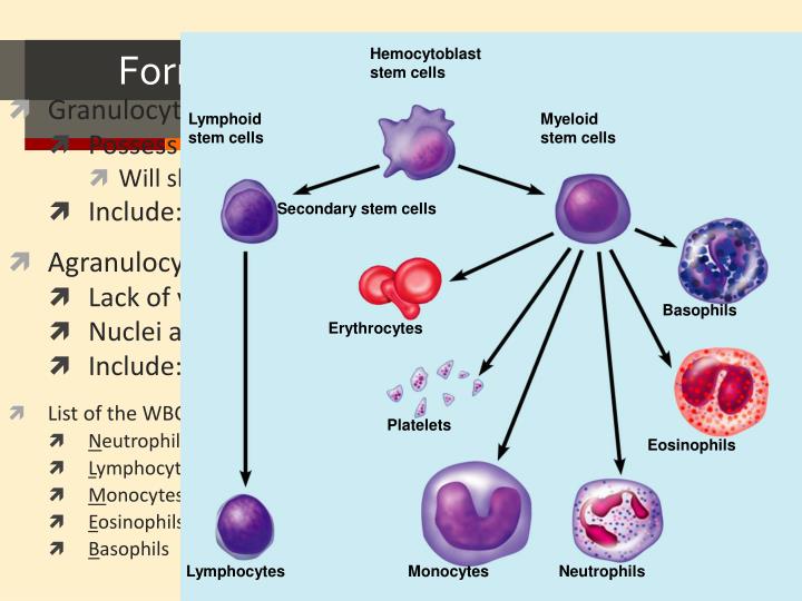 PPT - Chapter 10: Blood PowerPoint Presentation - ID:1889294