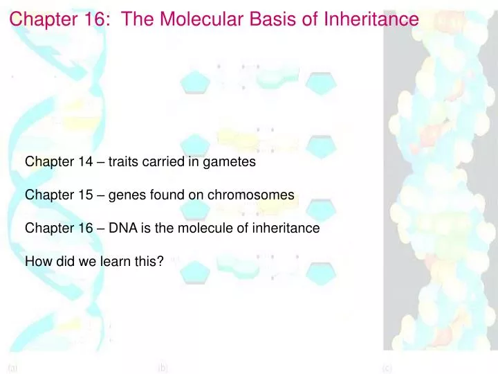 PPT - Chapter 16: The Molecular Basis of Inheritance PowerPoint ...
