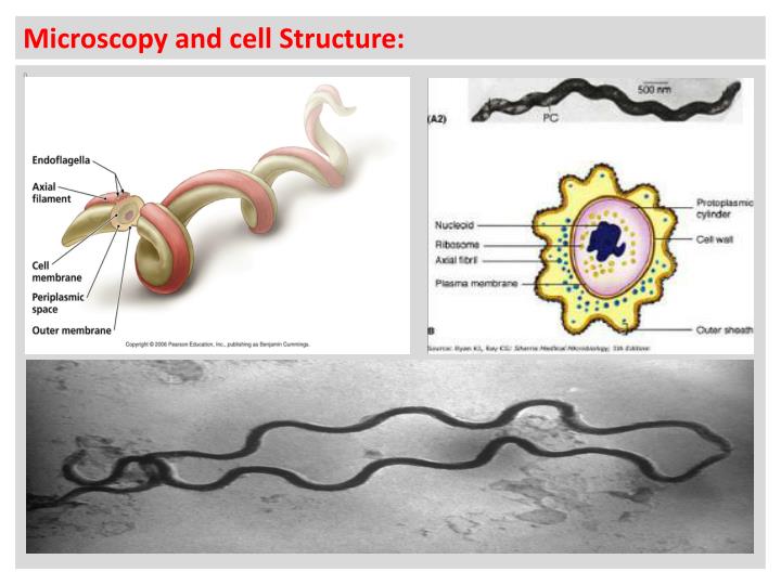 PPT - Syphilis and Gonorrhea: PowerPoint Presentation - ID:1889433