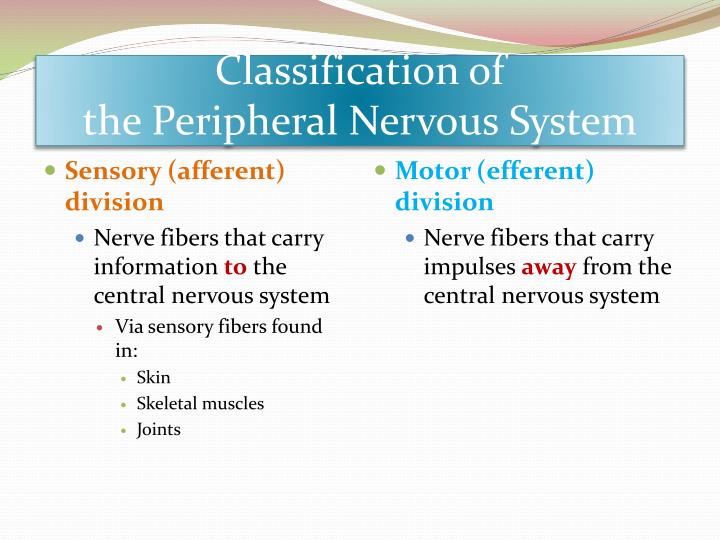 PPT - Chapter 7: The Nervous System PowerPoint Presentation - ID:1890198